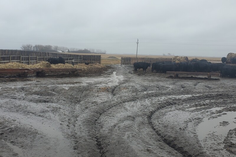 Beware of Mud Season - Drovers