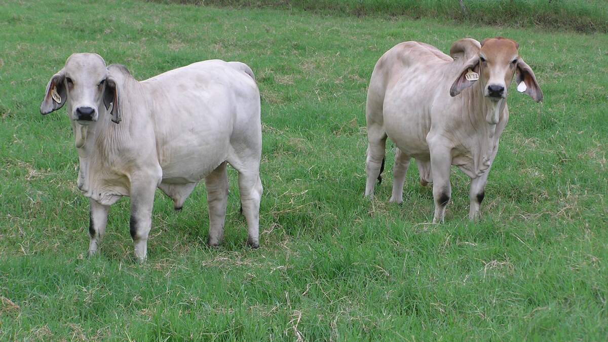 brahman steer weight