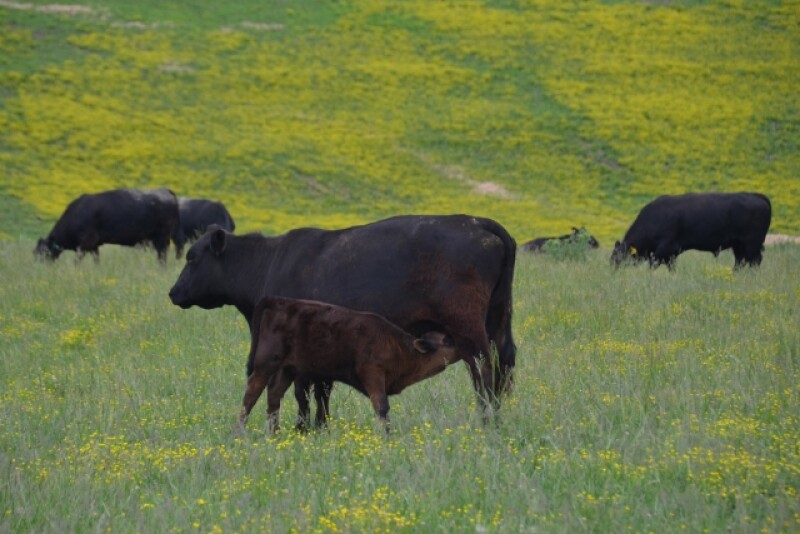 Proper Nutrition Key to Preventing Grass Tetany, Milk Fever and ...
