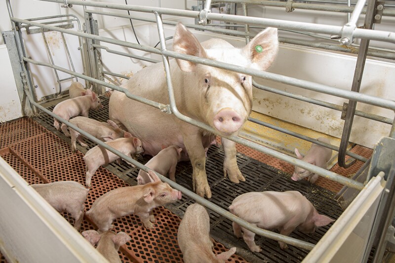 How Does the Sow’s Diet Impact Pig Health? - Pork Business