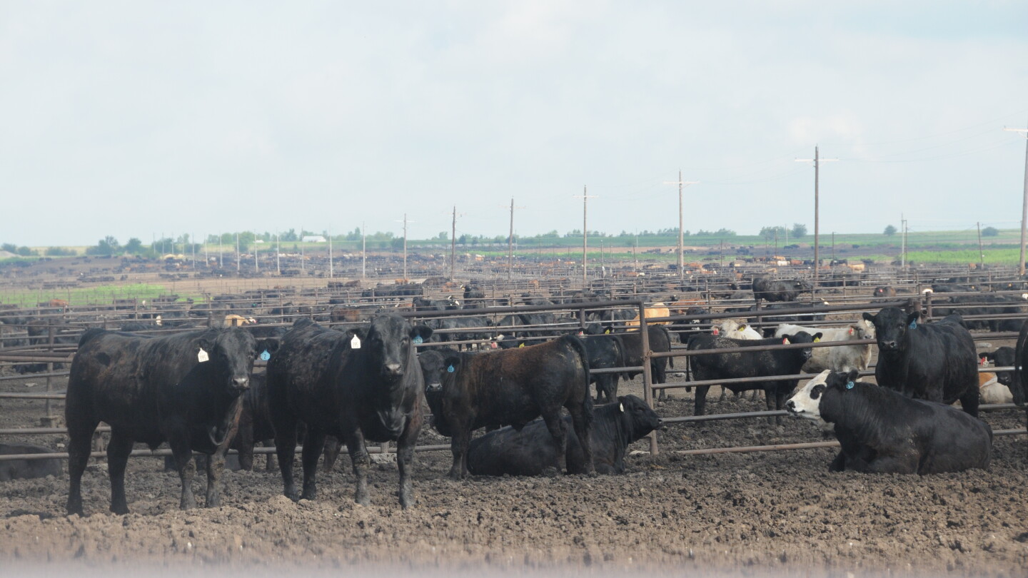 What Slump? Cattle Higher; Corn Too! - Drovers