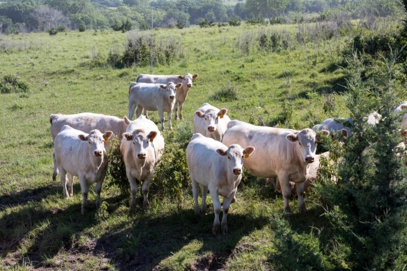 FSIS and ARS Implement Exploratory Sampling Program for Antibiotic ...