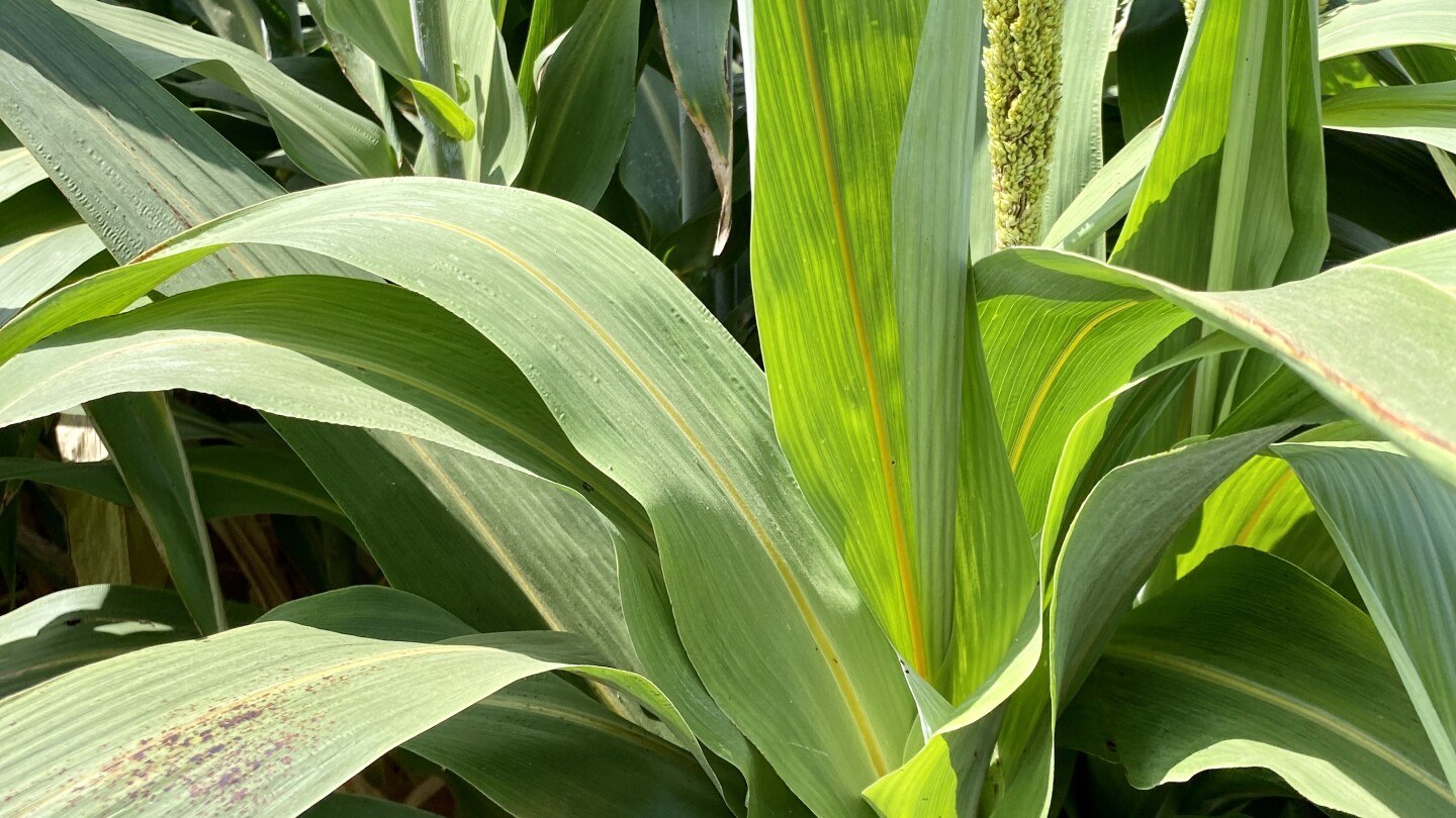 Alta Seeds Introduces EMPYR™ Premier Sorghum Forages - Drovers