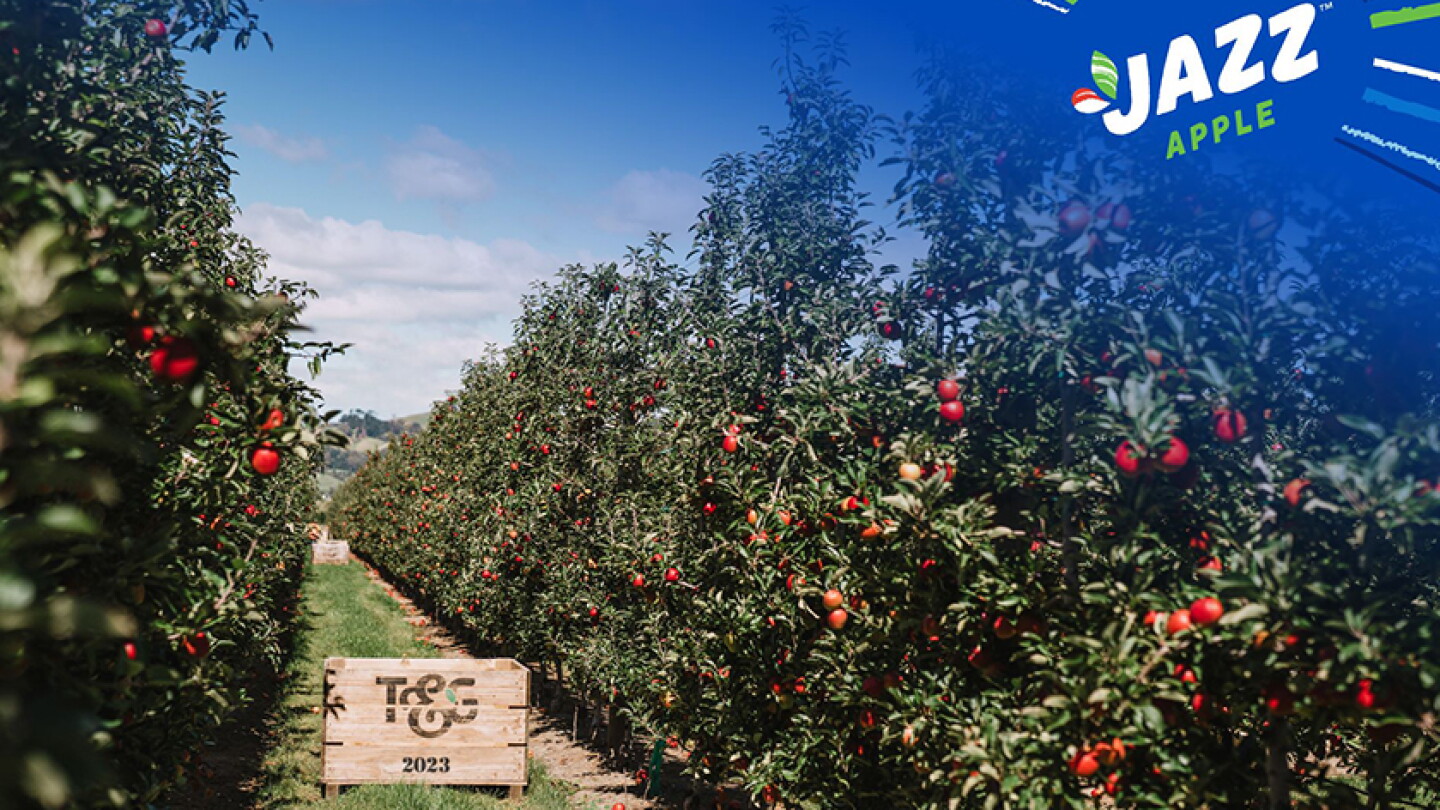 The first New Zealand apples head for international markets - The Packer
