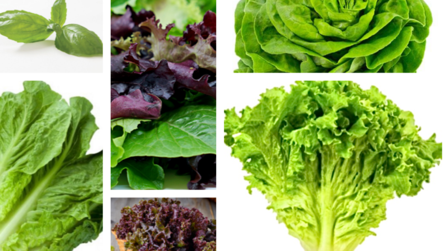 Greenhouse grower Cornucopia Farms expands in Georgia - The Packer