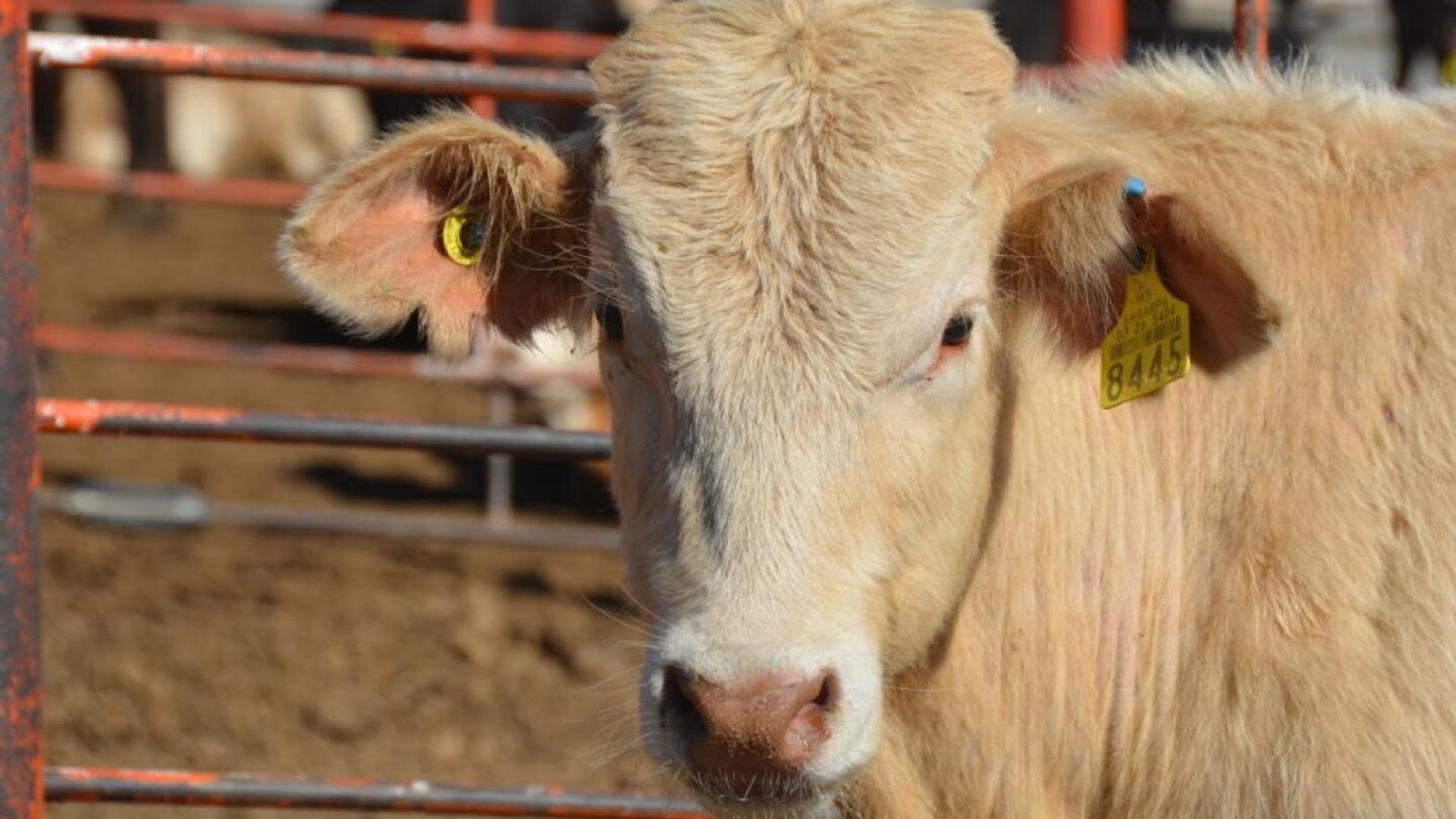 TSCRA Hosts Educational Webinar About USDA's Final Animal Disease ...