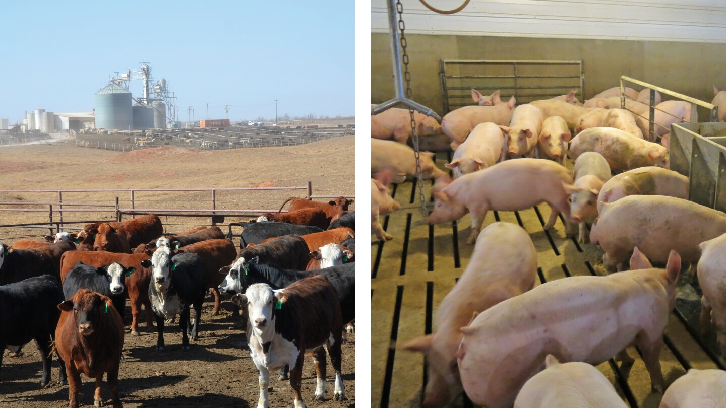 Profit Tracker: Beef Packer Losses Largest since 2017 - AgWeb