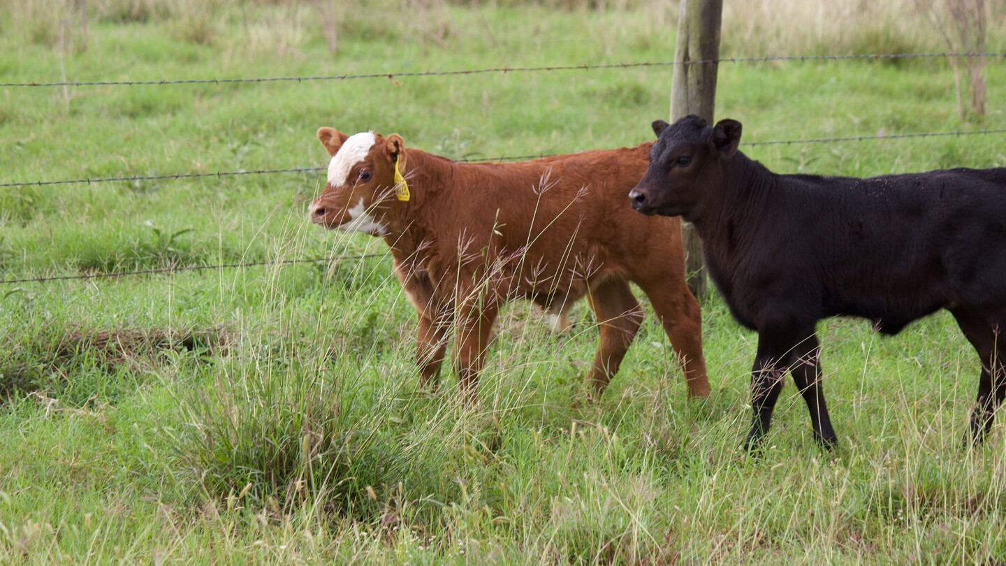 Pre-weaned Calf Deworming Improves Weight-gain Adds Value - Drovers