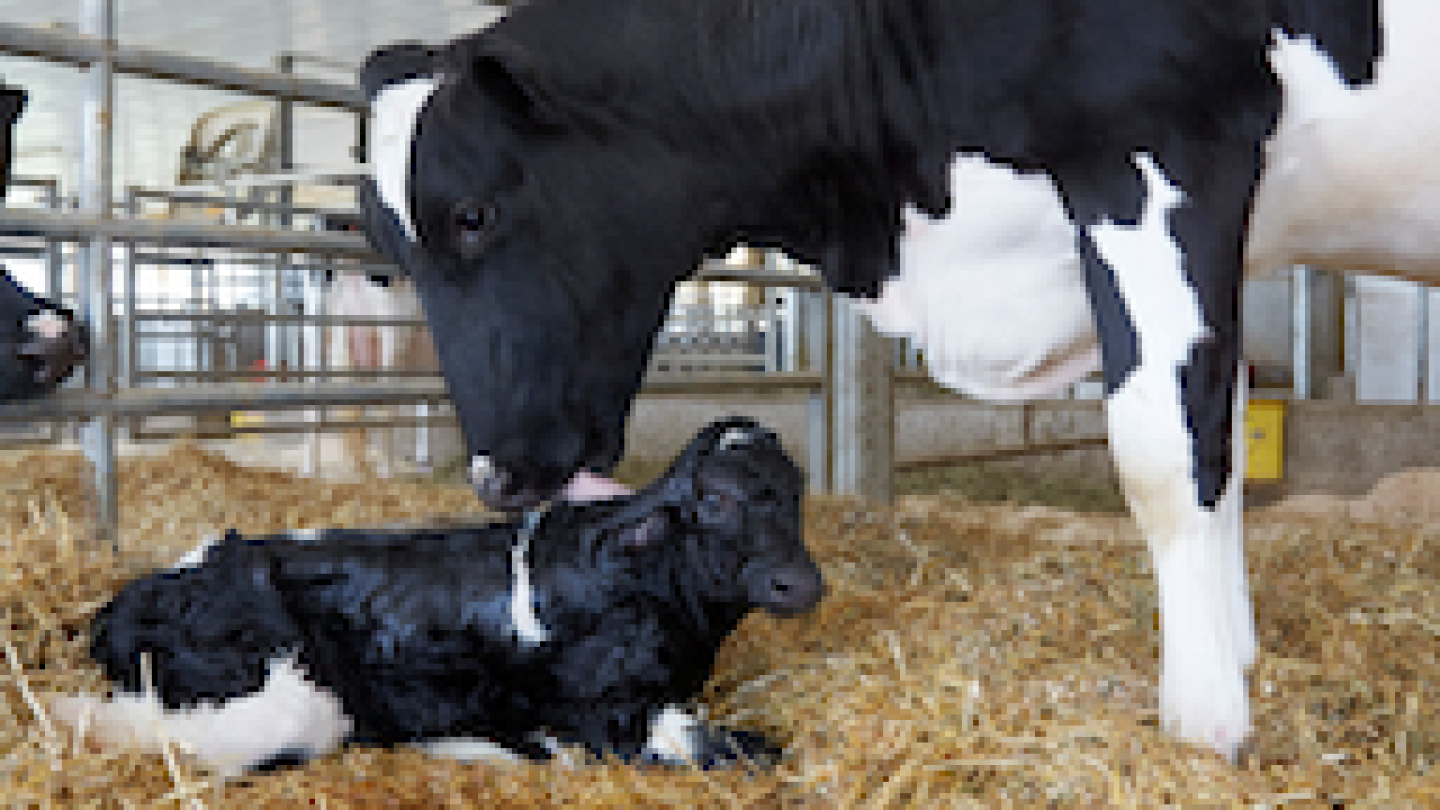 Milk’s Role in Calf Growth: Laying the Foundation for a Productive Cow - Dairy Herd
