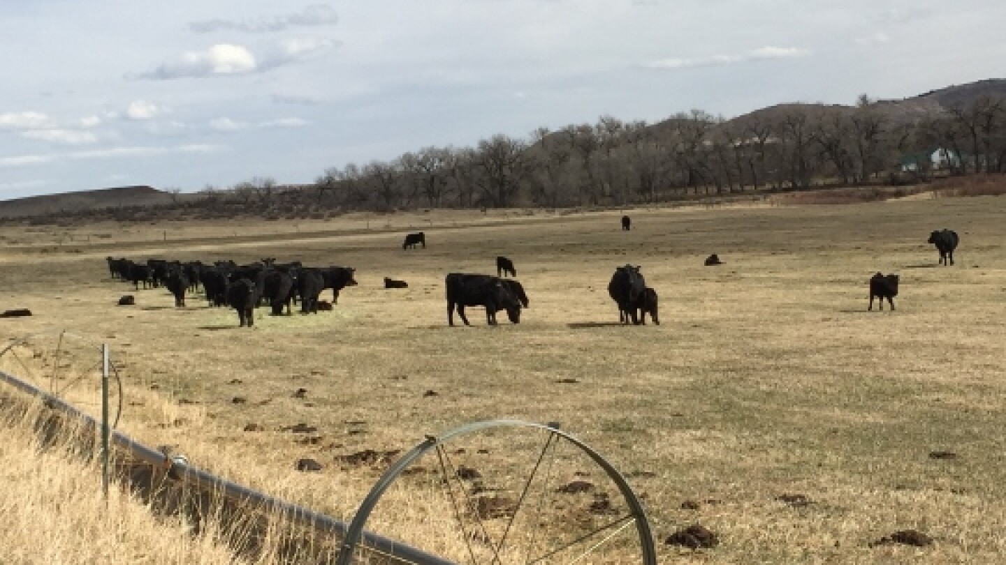 USDA Study Clarifies U.S. Beef's Resource Use, GHG Emissions - Bovine Vet