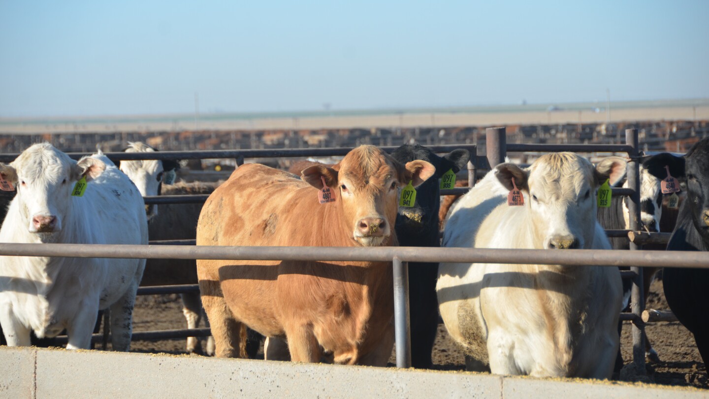 Markets: Fed Cattle Lower; Market Cows Ignore HPAI News - Drovers