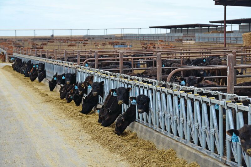 Grants Seek to Address Liver Abscess Formation in Cattle - Dairy Herd