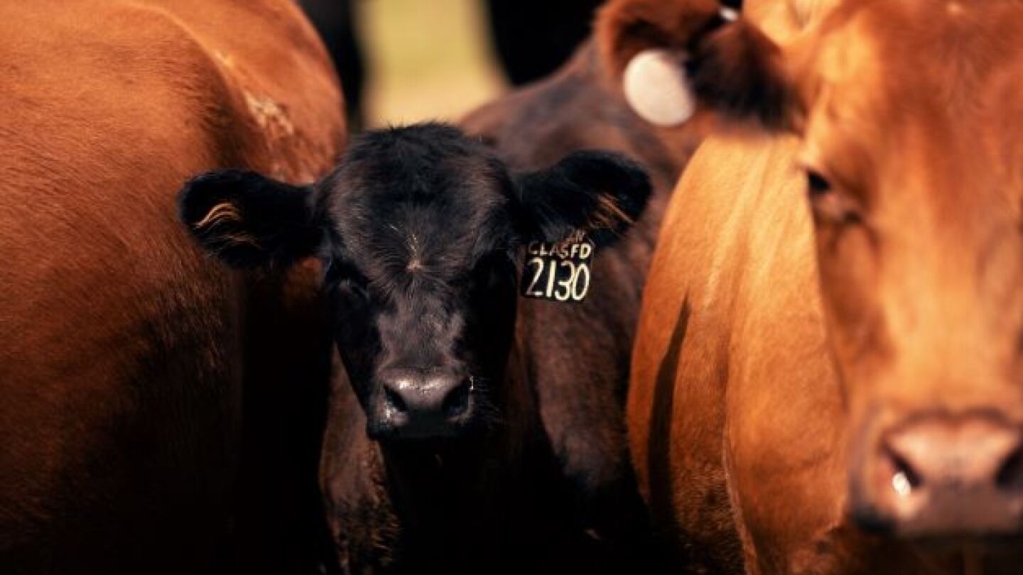 It’s Time For a New Approach to Internal Parasites in Cattle - Drovers