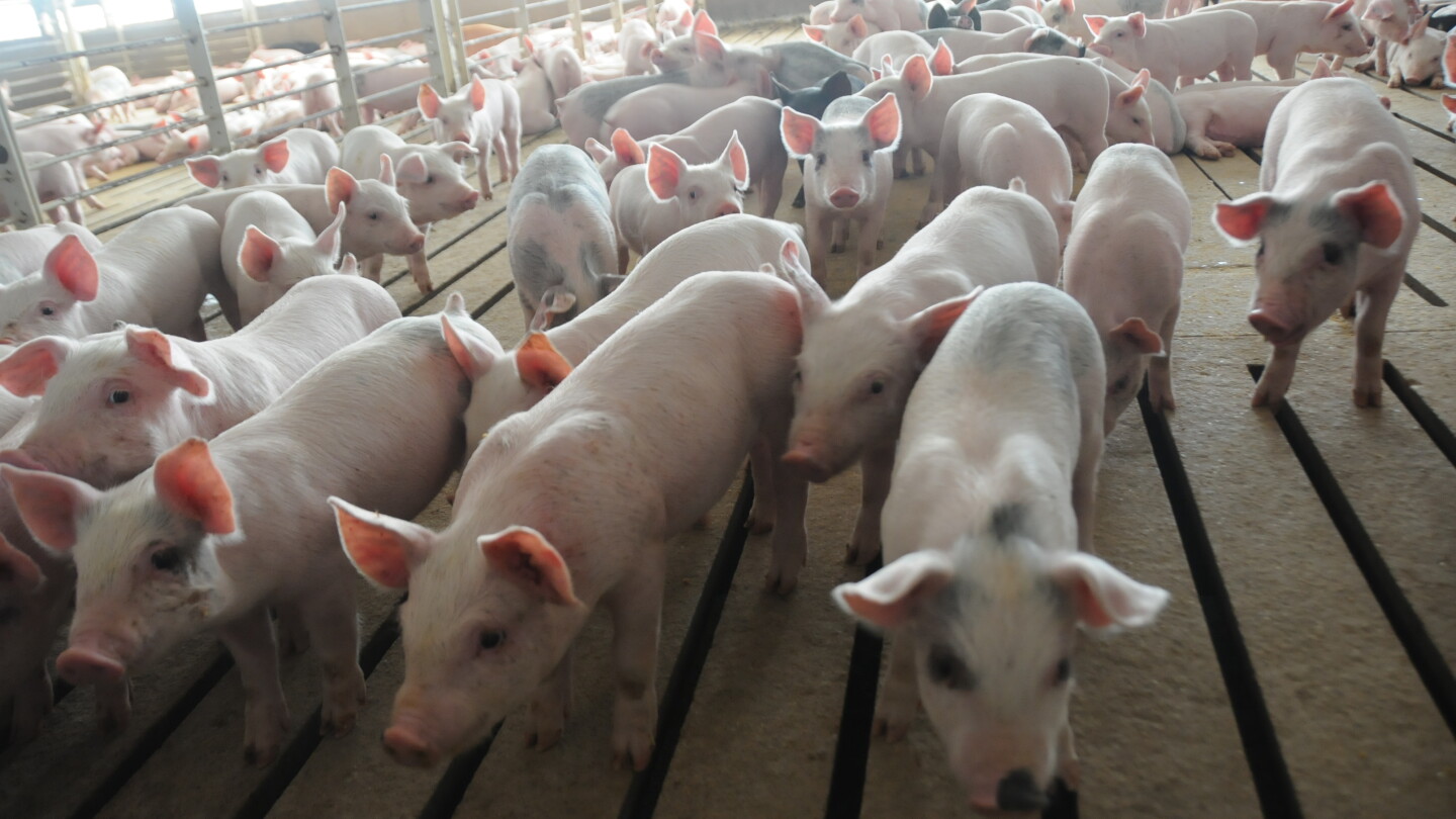 Weaner Pig Breakevens Down $8.92 - Pork Business