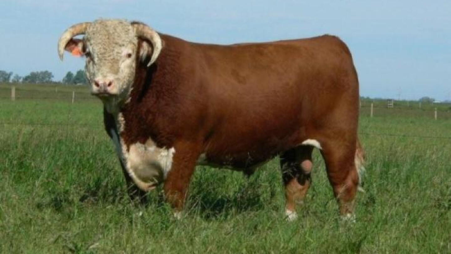 Is It Time to Pull Bulls? - Drovers