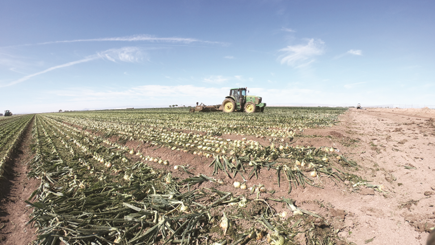 Outlook good for California onions - The Packer