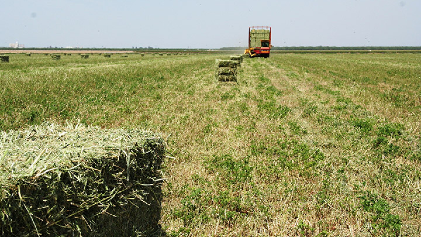 Hay Prices Could Increase Significantly - Dairy Herd Management