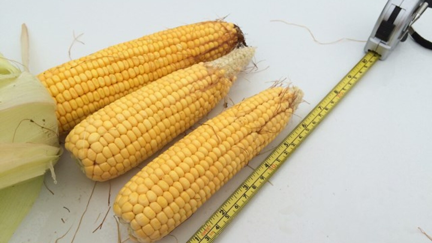 Gorgeous Corn Crop Masks A Tough Reality For Central Illinois Growers ...