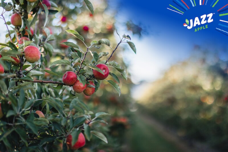 New Zealand Jazz apple season begins - The Packer - Fruit and Vegetable ...