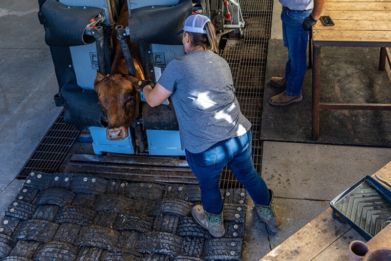 Elanco Animal Health Shares Updates On Cattle Implant Portfolio