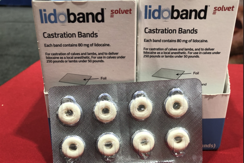 New Lidocaine-Infused Band Reduces Castration Pain, Discomfort - Bovine Vet