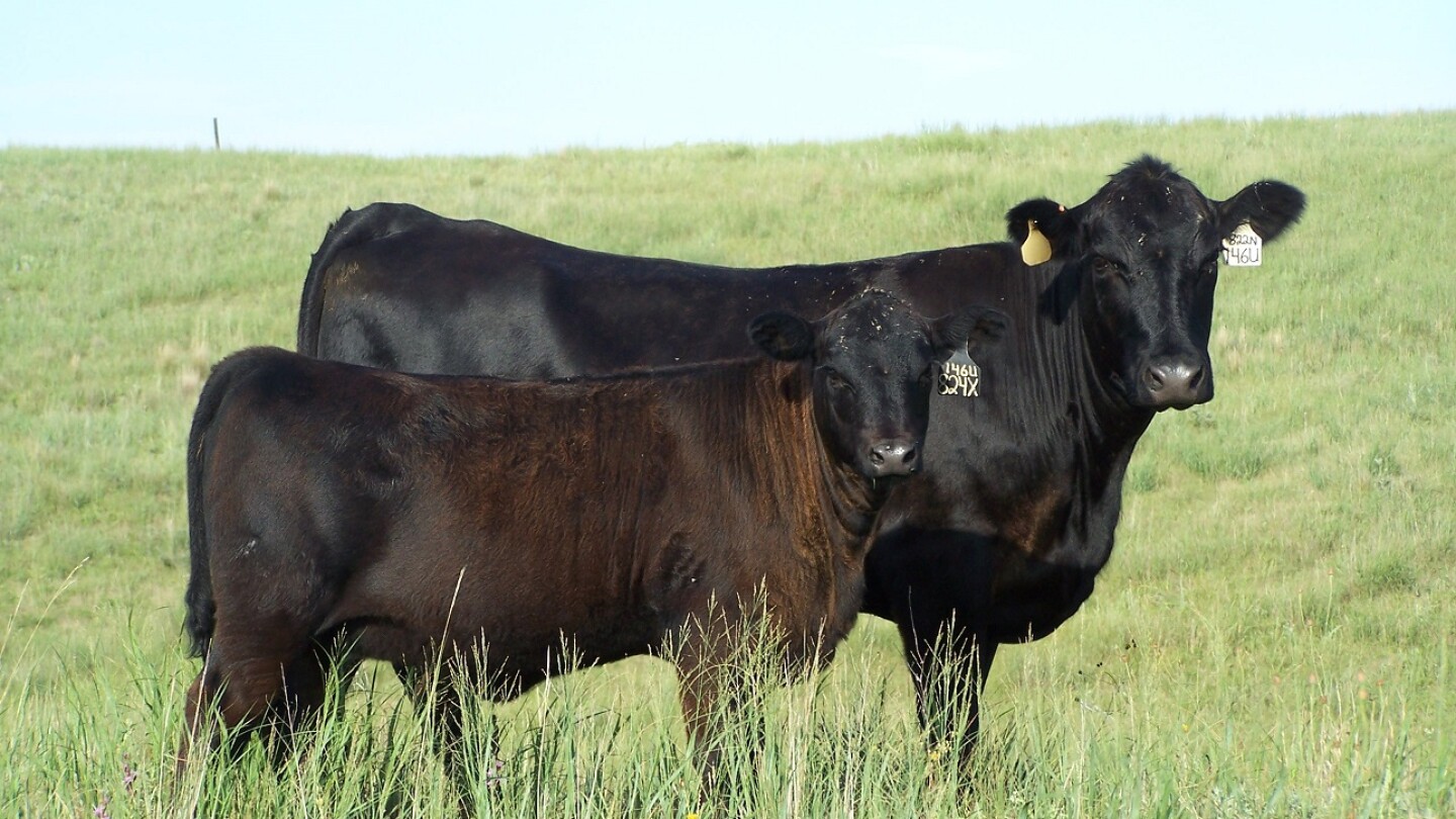 Gene Editing in Beef Cattle - Drovers