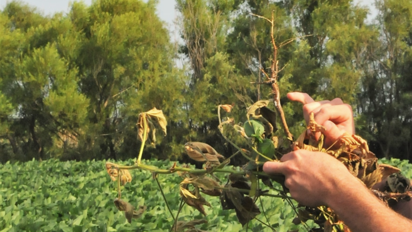 Phytophthora Root Rot Grabs the Spotlight in Soybeans - AgWeb