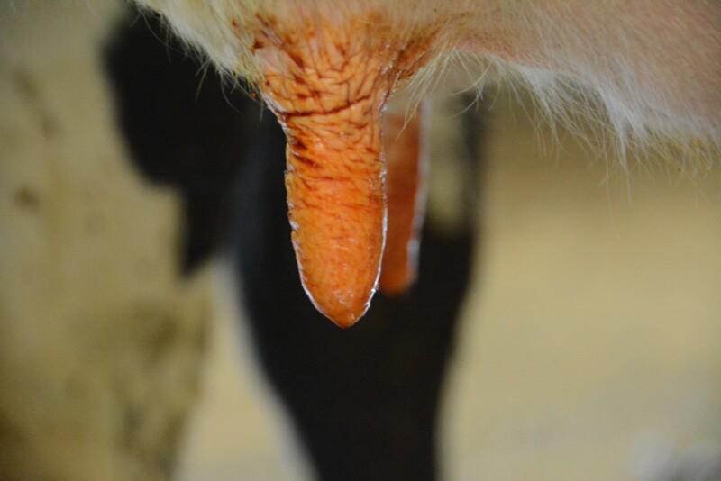 DHM How To: Prepare Your Cow For Milking - Dairy Herd