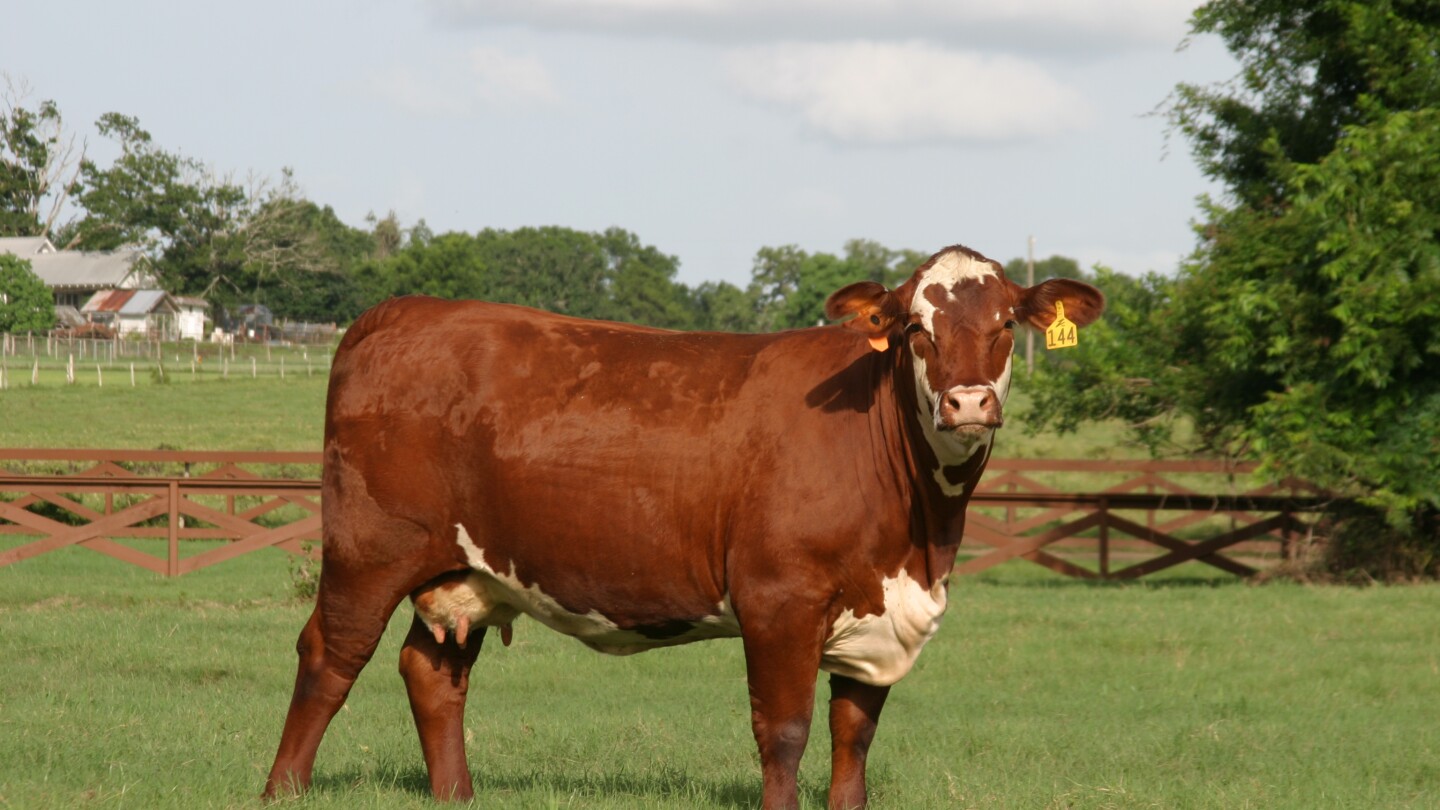 red brangus cattle