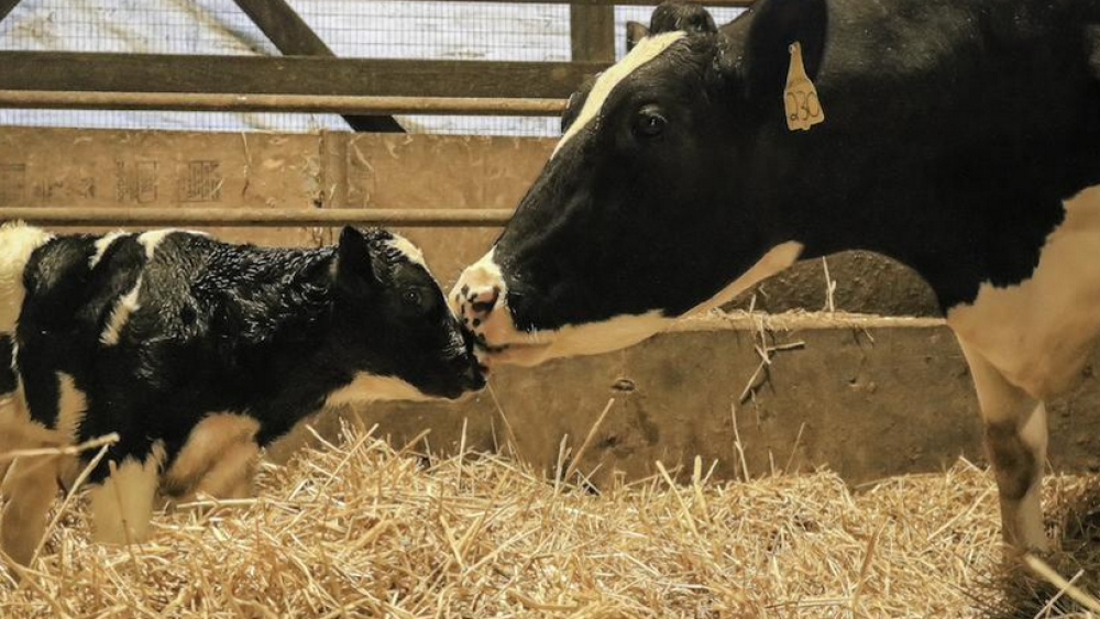 How To Measure a Calf’s Vital Signs - Bovine Vet