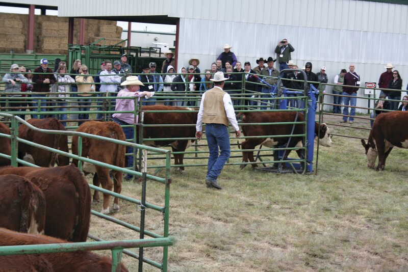 Experts Encourage Beef Quality Assurance Certification