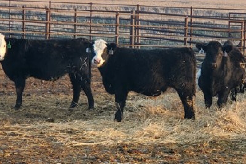 backgrounded calves