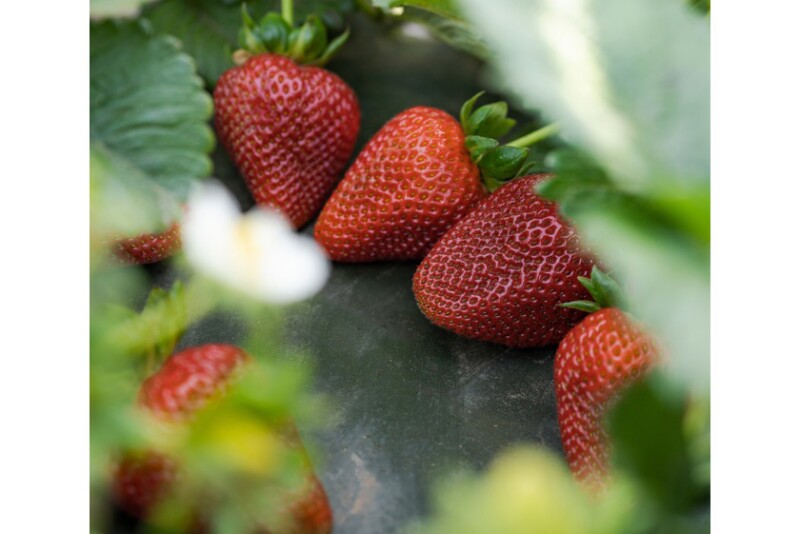 California Giant Berry Farms eyes promotable strawberry volumes - The ...