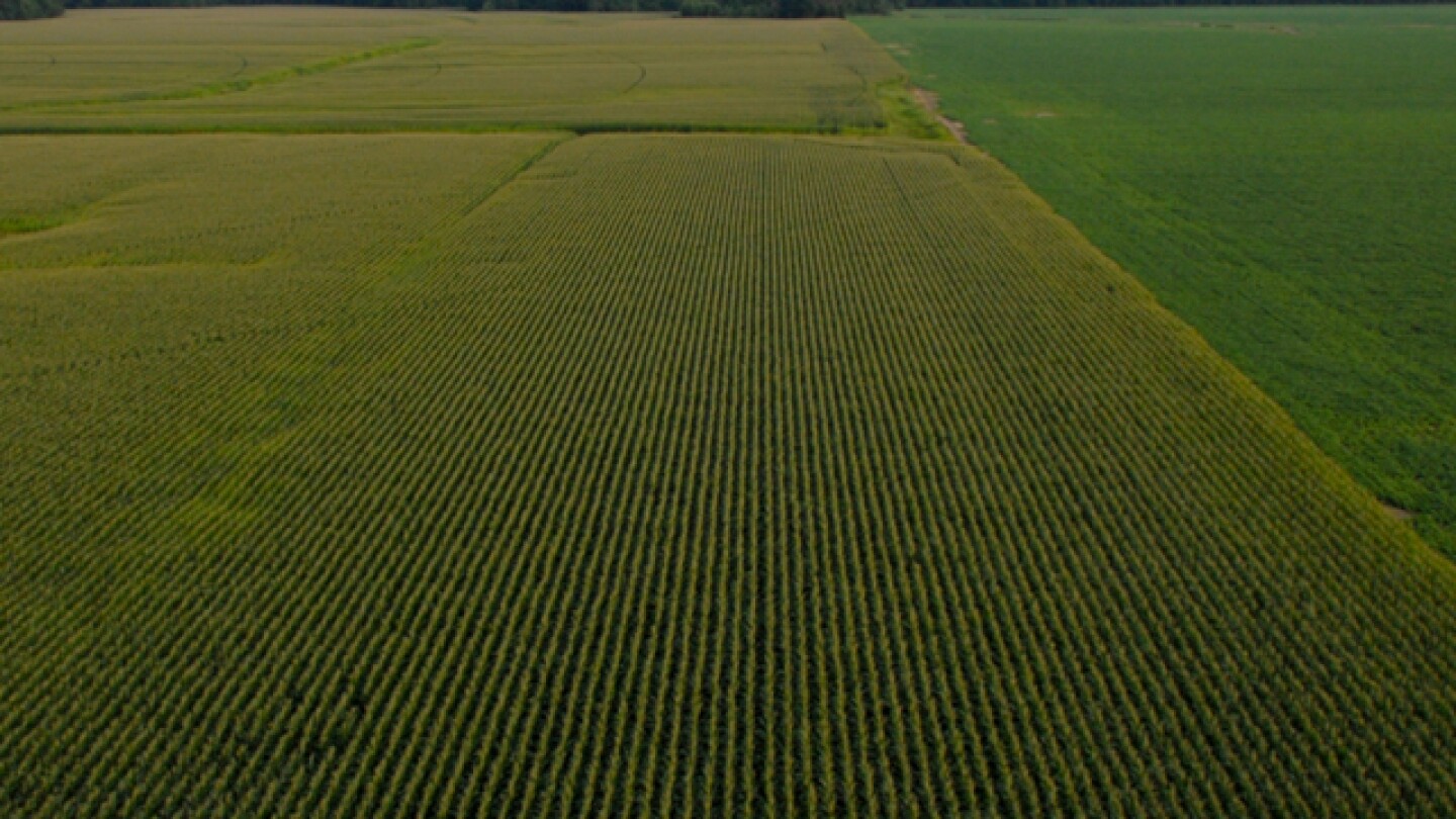 New Corn Trait, Herbicide Technology Slated for Broad-Acre Use in 2025 ...