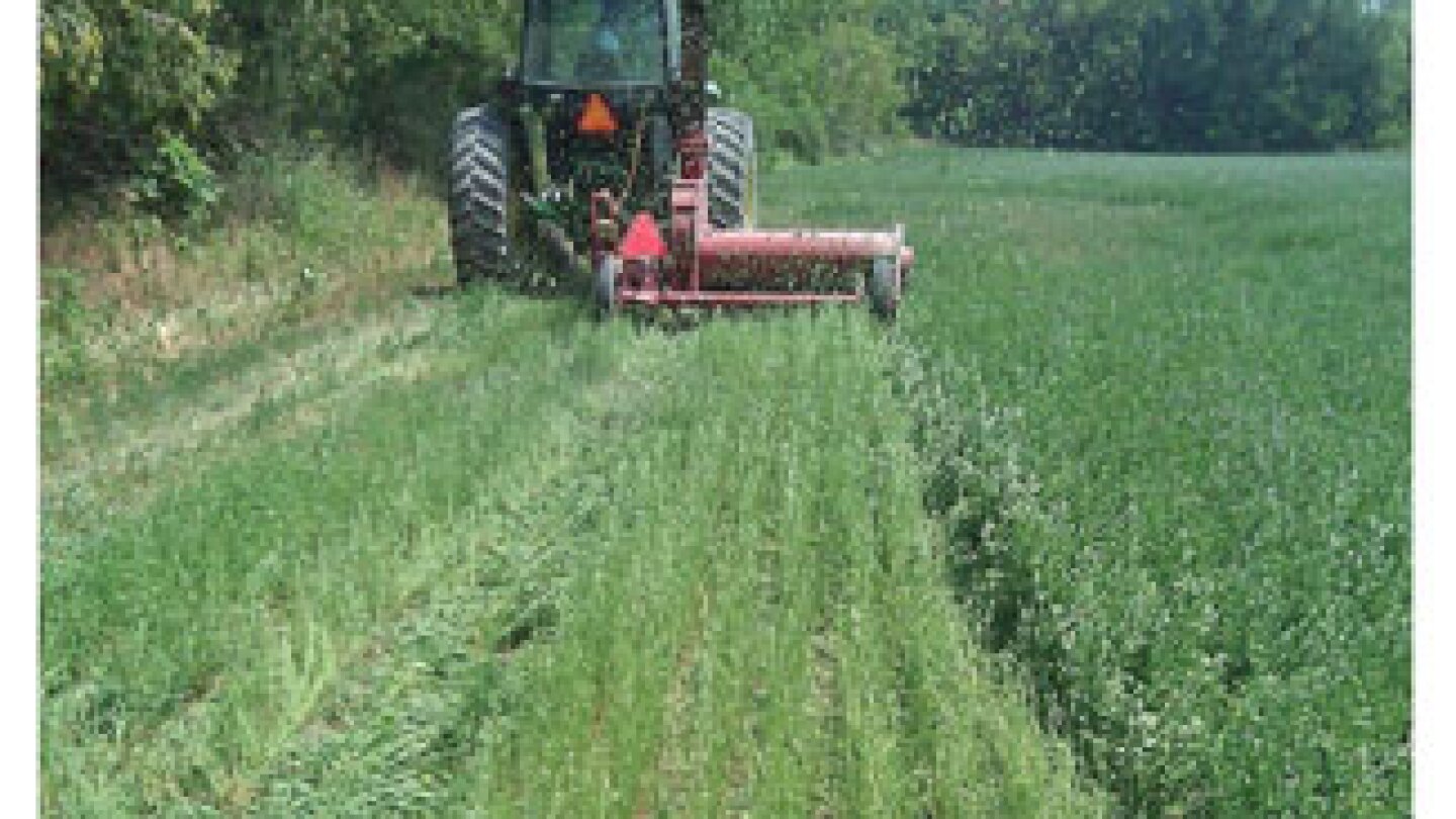 Alfalfa Joins the Rotation - AgWeb