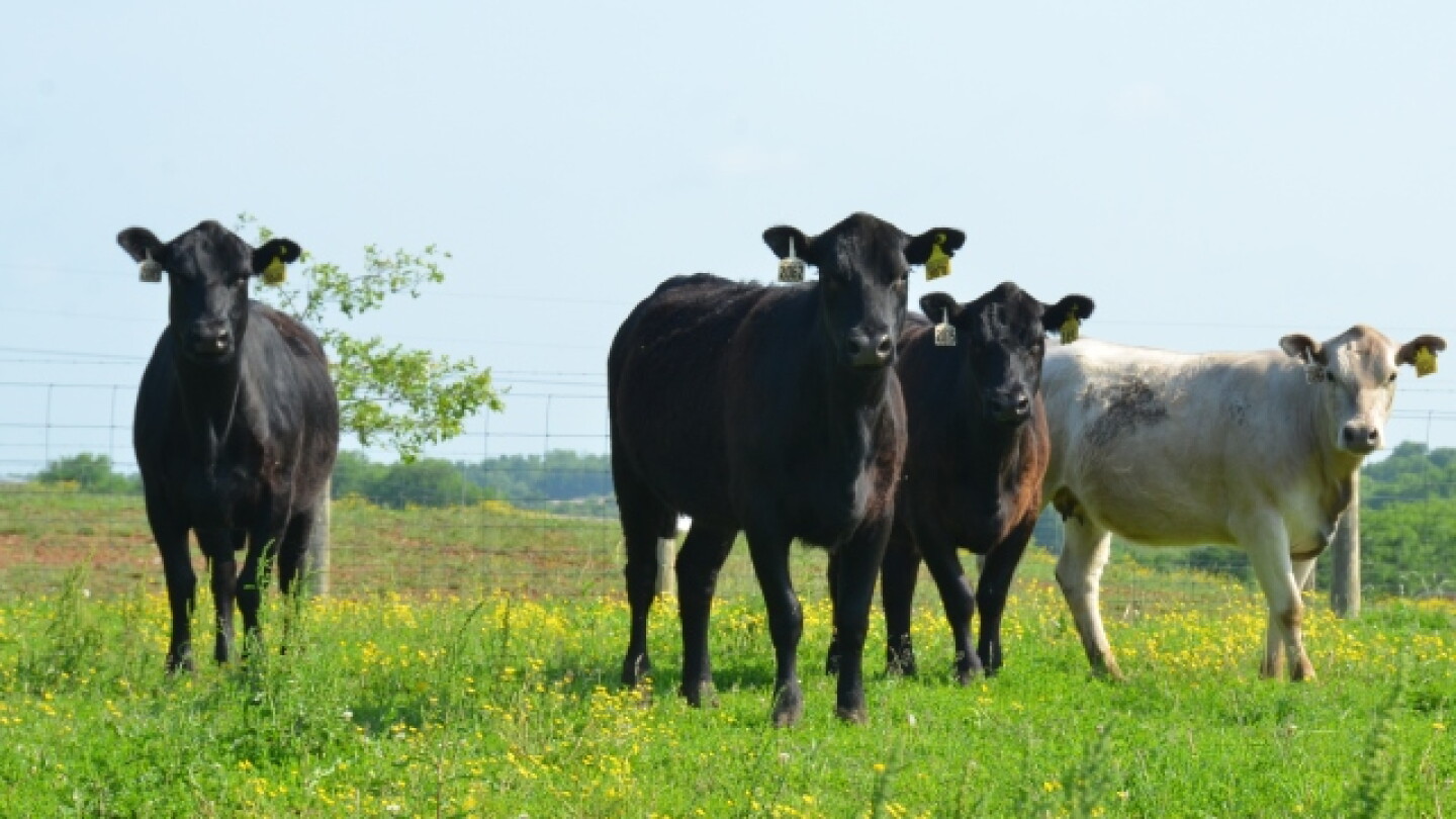 Reproductive Tract Scoring in Replacement Heifers - Drovers
