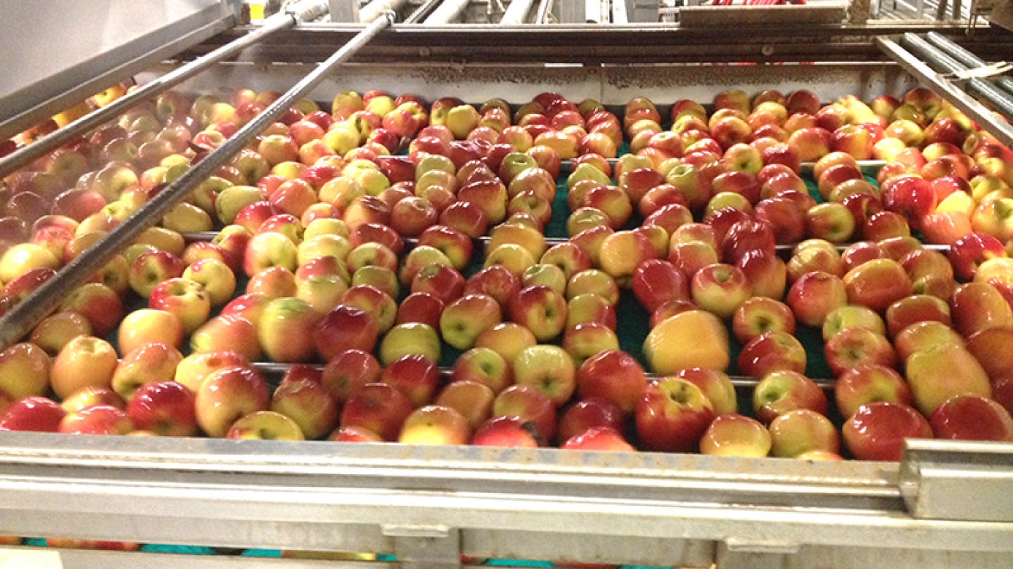 Wind, fires affect Washington apple harvest, production estimate - The ...
