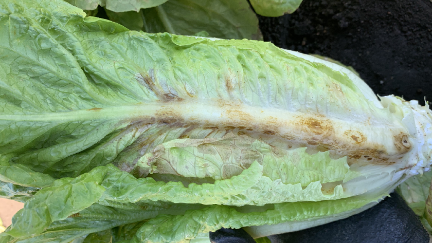 lettuce problems in us