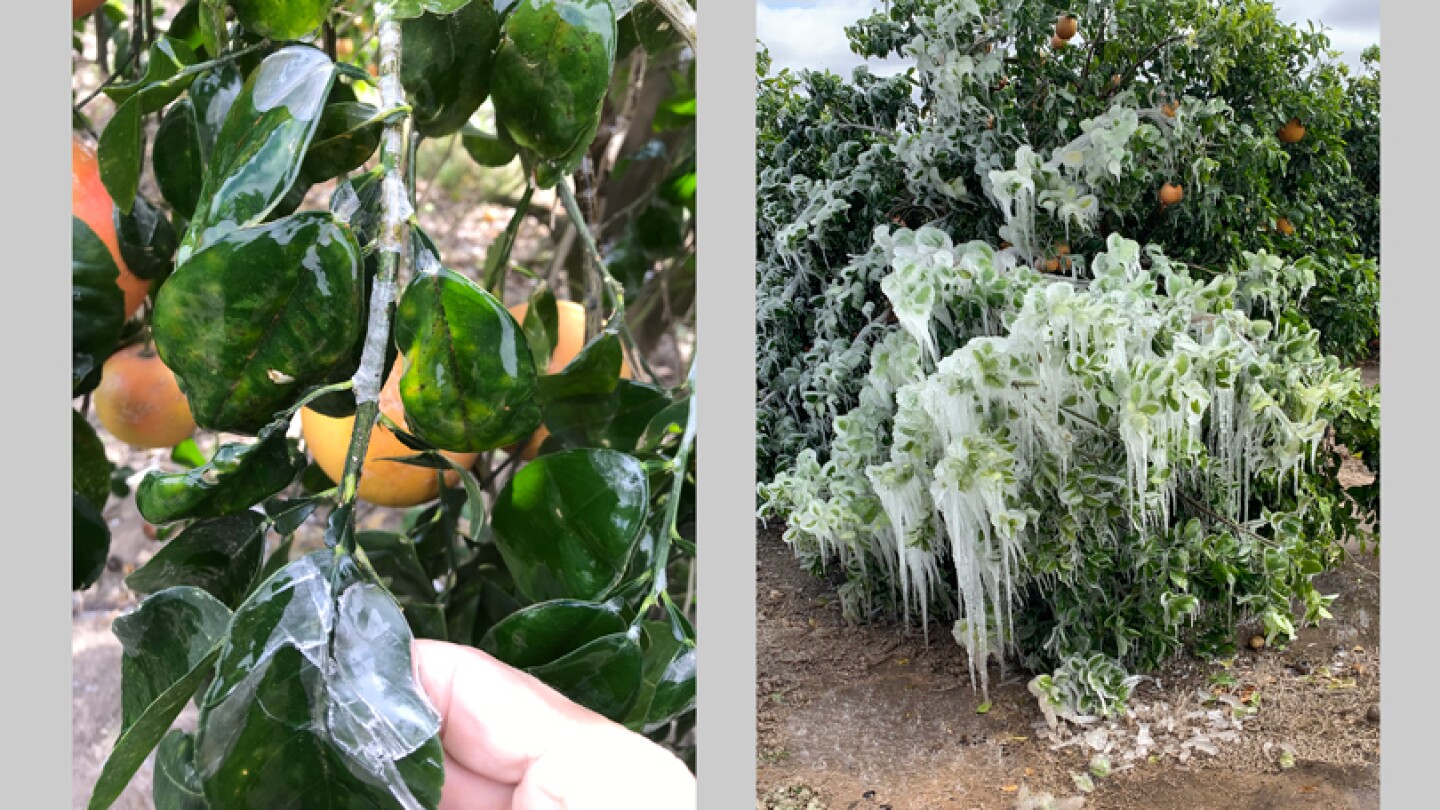 Texas Freeze Will Cost Ag Producers Millions in Lost Production