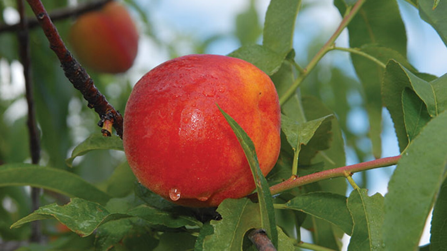 Florida’s peach deal hits at just the right time - The Packer