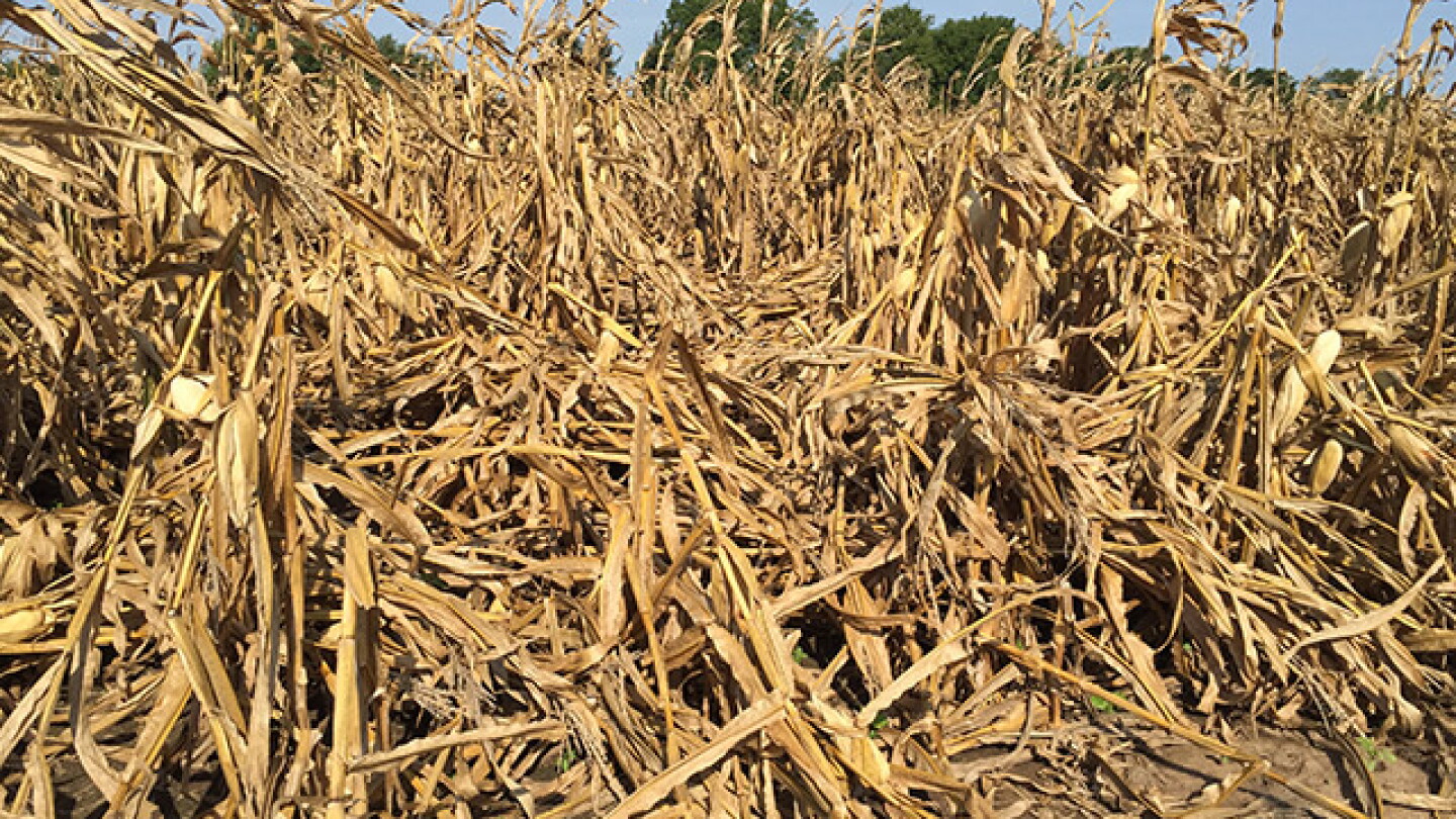 Tips For Harvesting Down Corn - AgWeb