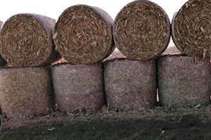 top quality windbreaks