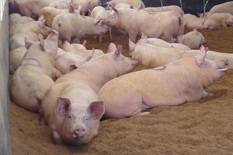 Improve Sow Longevity Through Nutrition