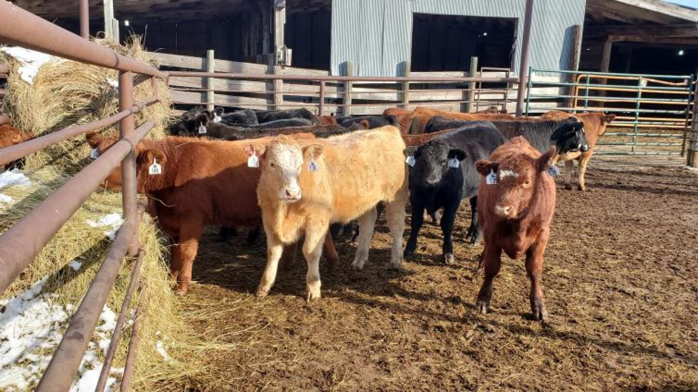 Factors Affecting Calf Prices in 2021-2022 from Superior Livestock ...