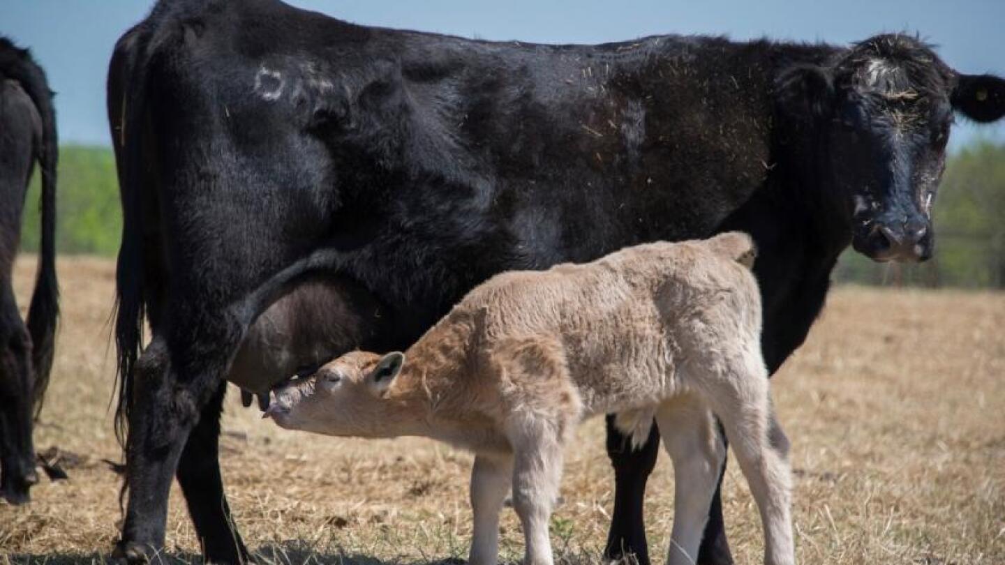 Managing Fall Calving Cows is Different than Spring Calving Cows ...
