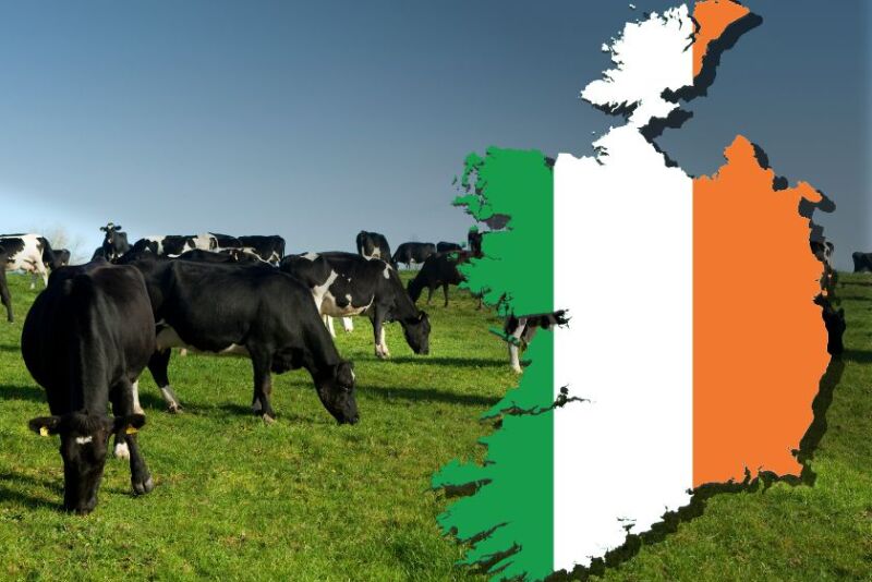 Ireland Proposes Culling 200,000 Cows to Help Meet Climate Goals ...