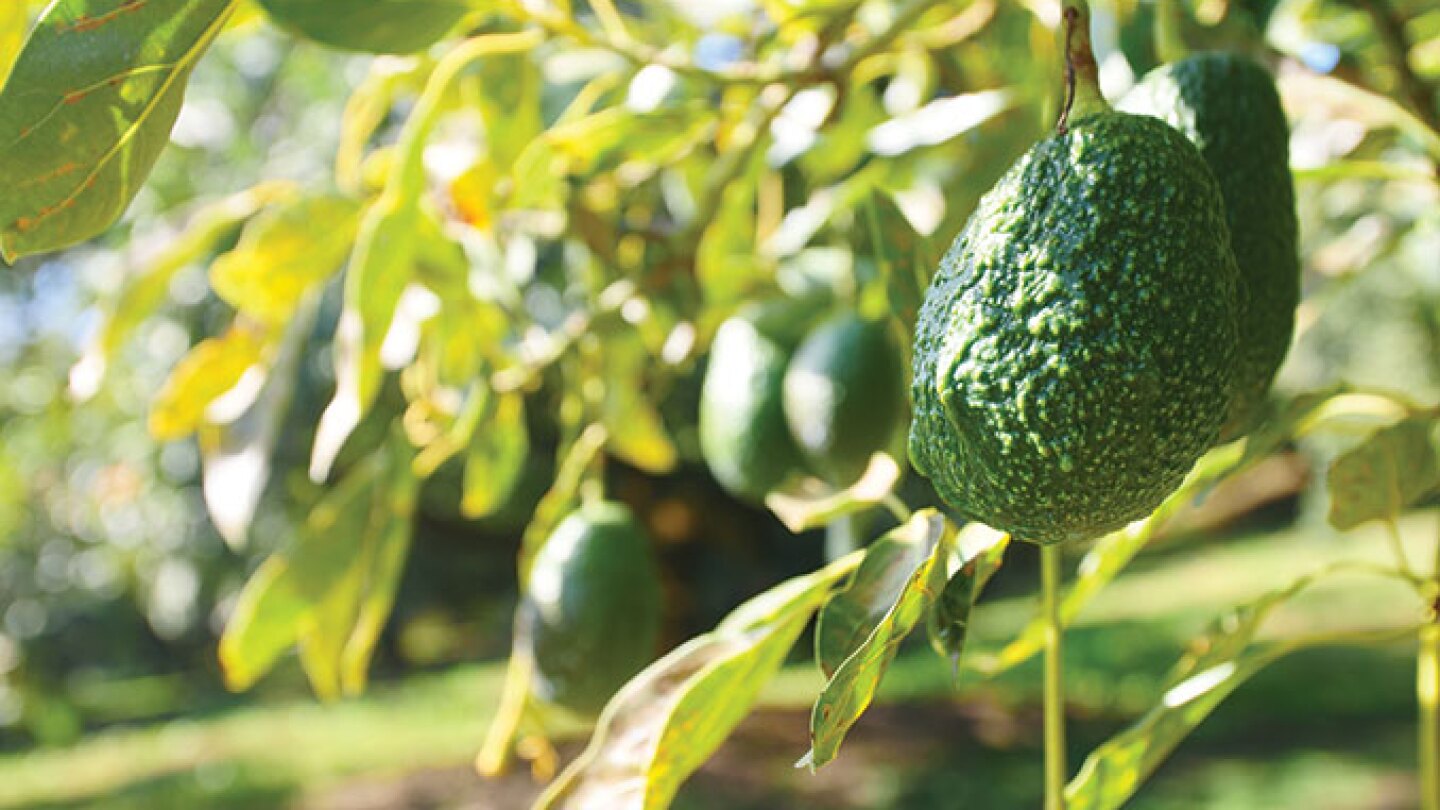 Mexican avocados play vital role in U.S. deal - The Packer - Fruit and ...