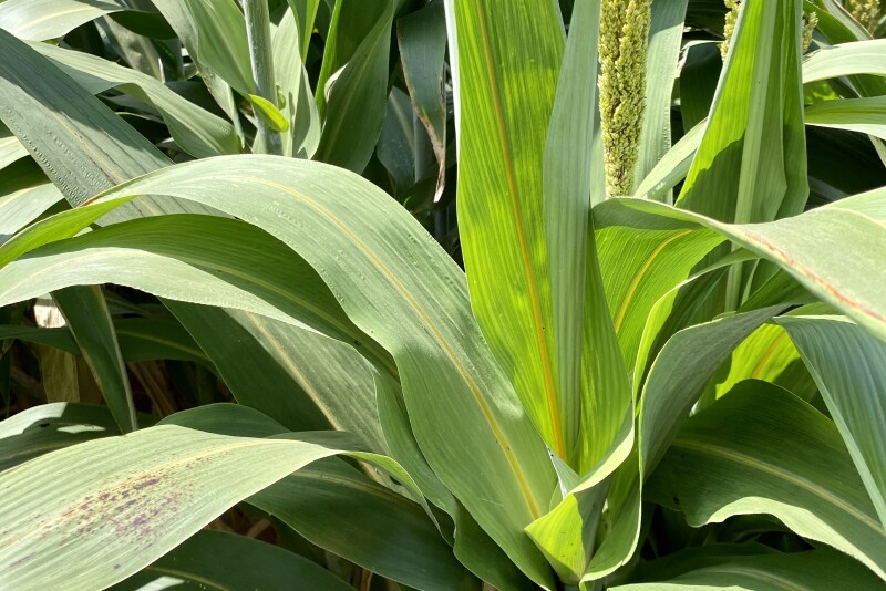 Alta Seeds Introduces EMPYR™ Premier Sorghum Forages - Drovers