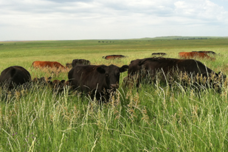 Grazing Mistakes that Could Cost You the Ranch - Drovers