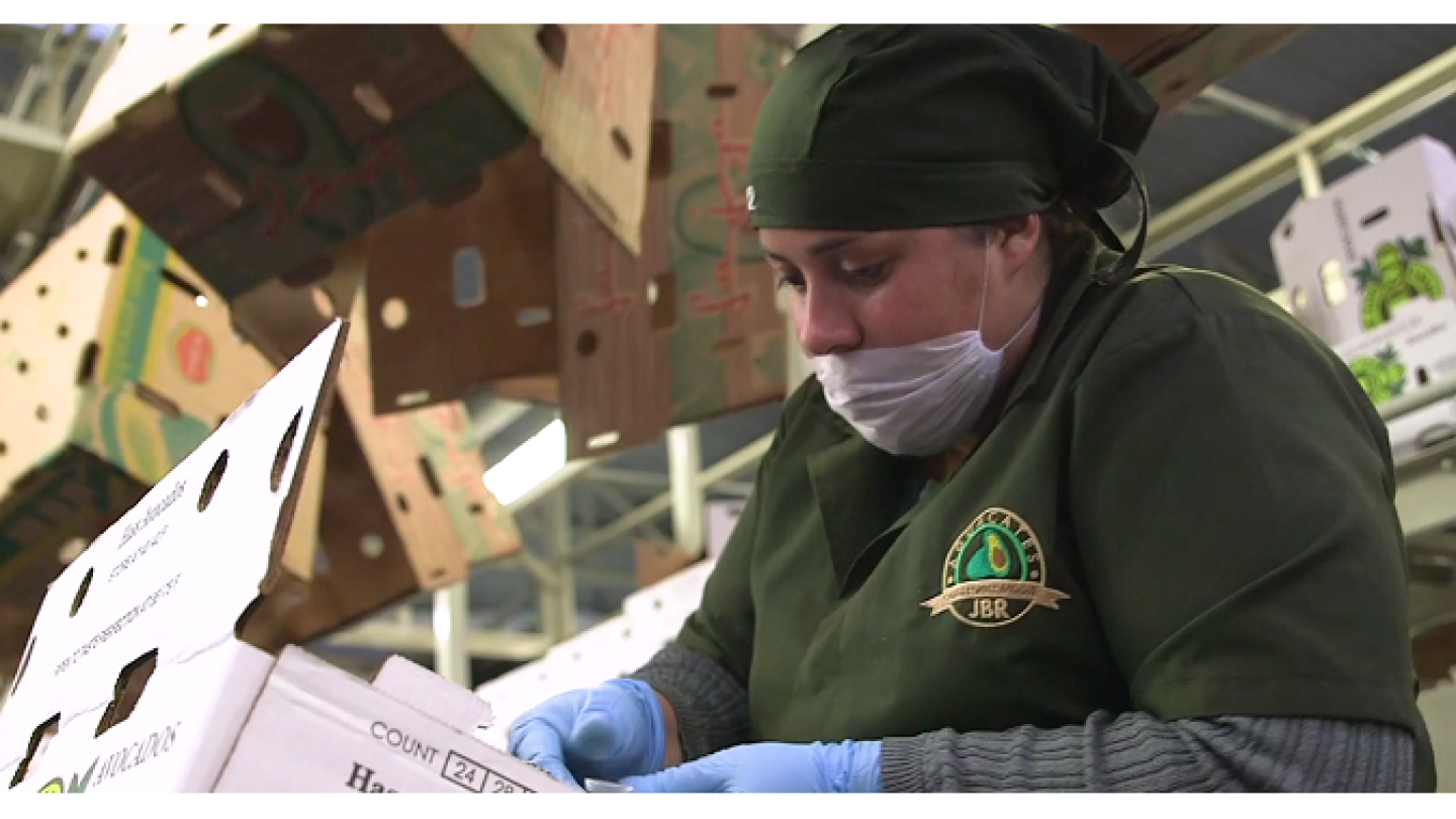 Awards recognize TMD’s redesign of Del Rey Avocado website - The Packer